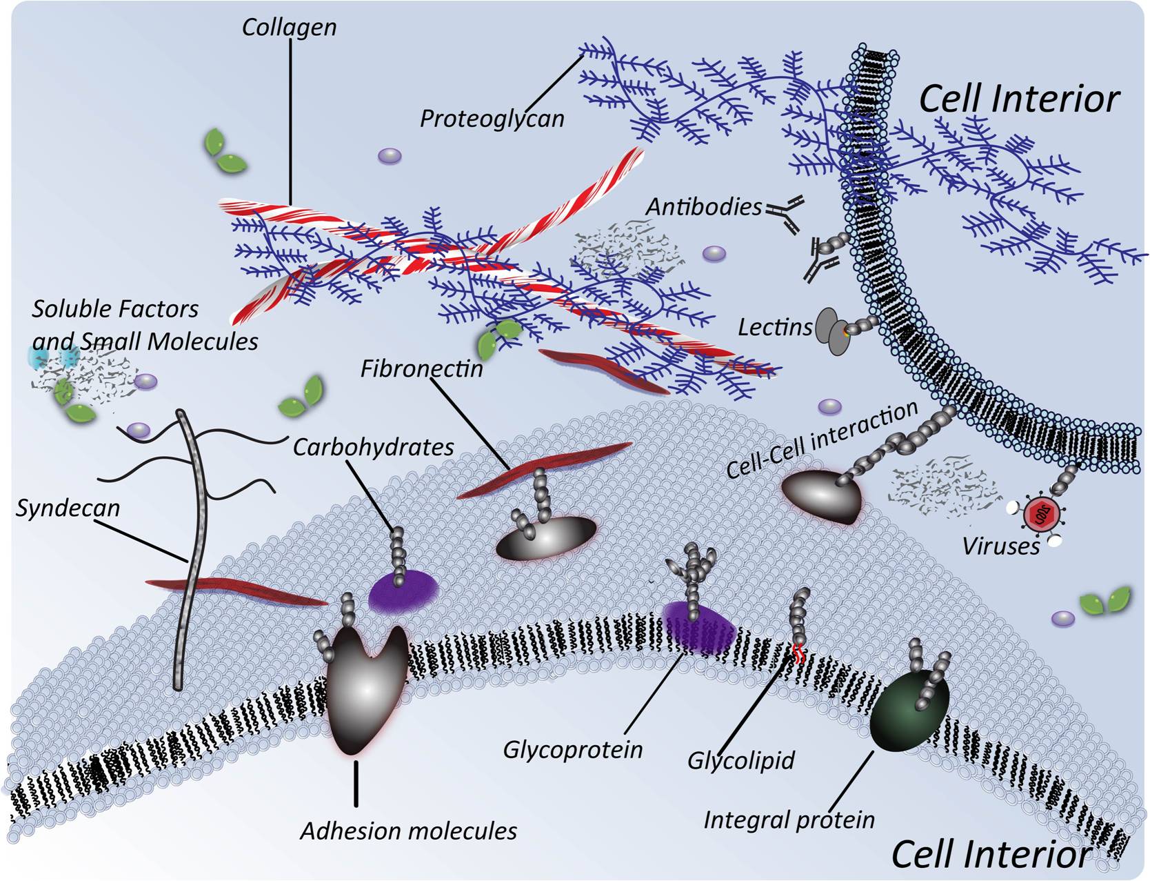 Research Area 1. Developing Glycoengineering Tools and Technology ...