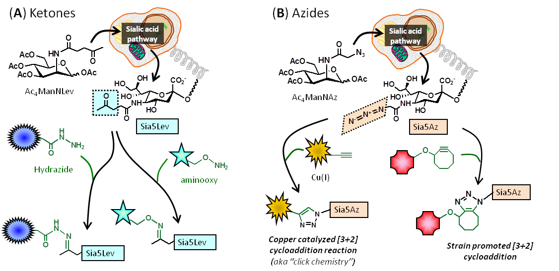 Research Area 1. Developing Glycoengineering Tools and Technology ...